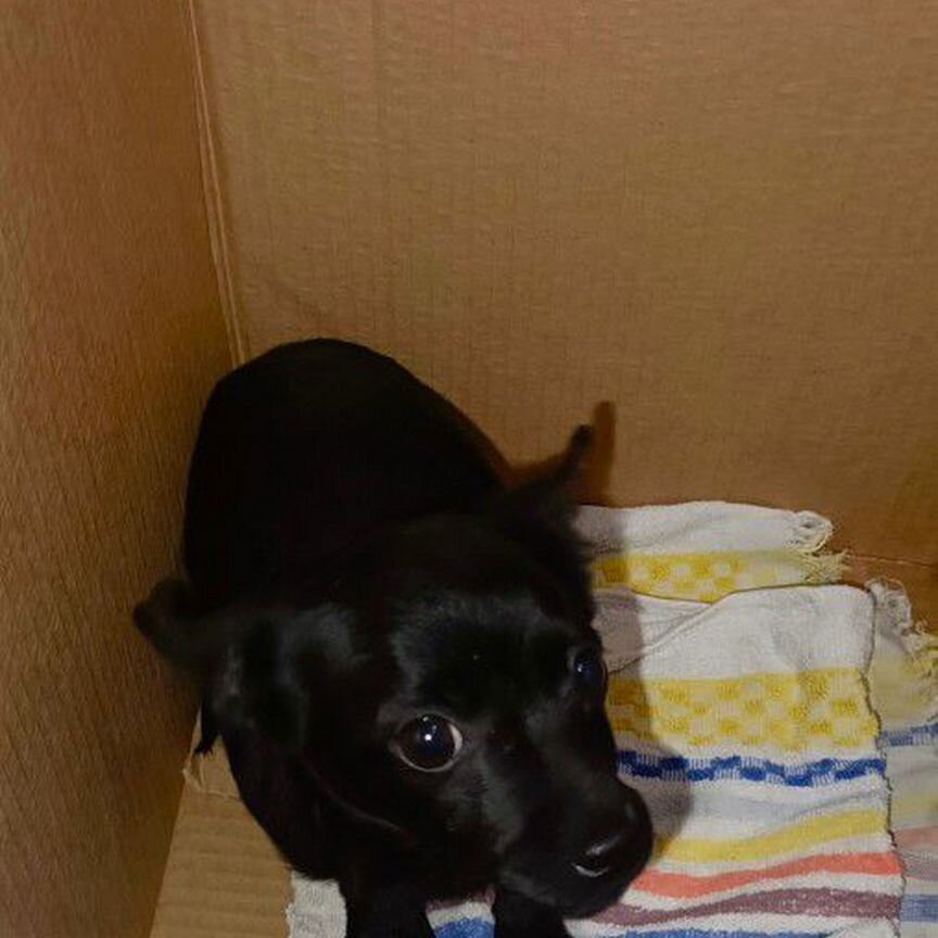 Собака в добрые руки