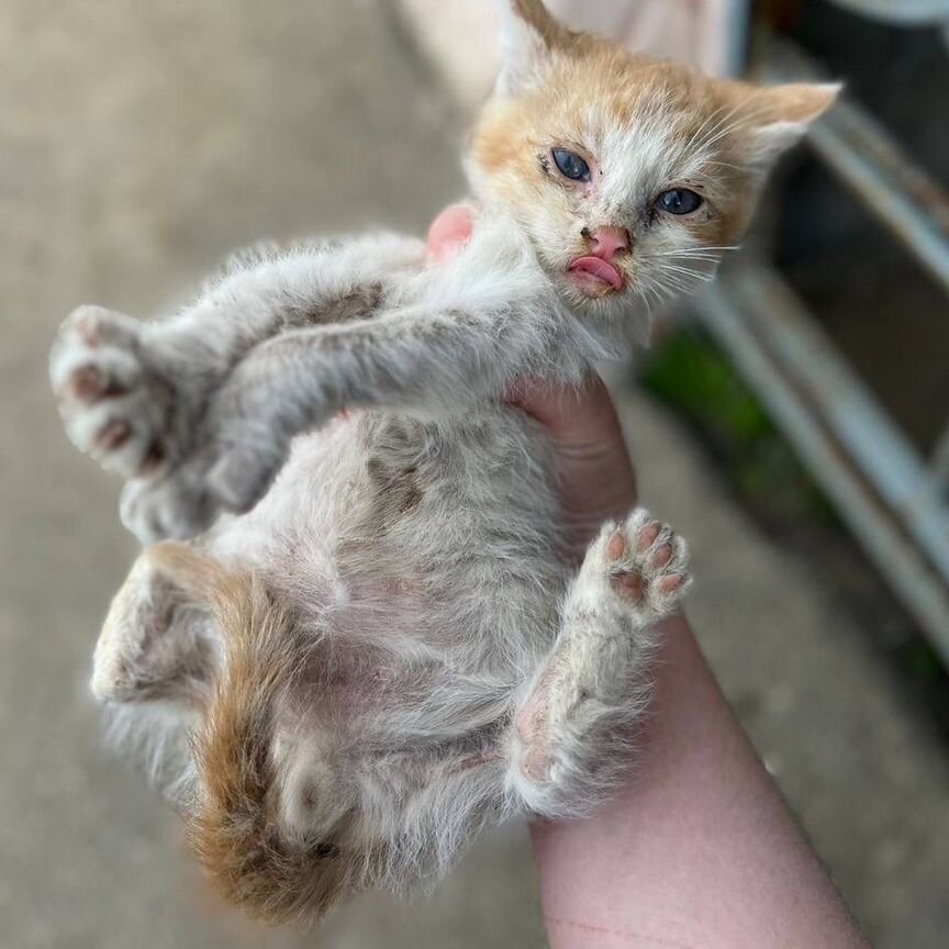 Котёнок в добрые руки