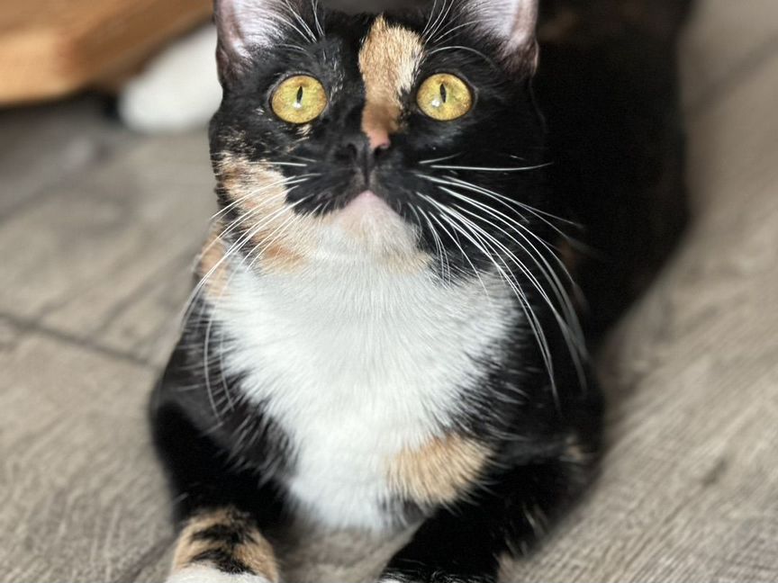 Зефирка 8 месяцев стерилизована