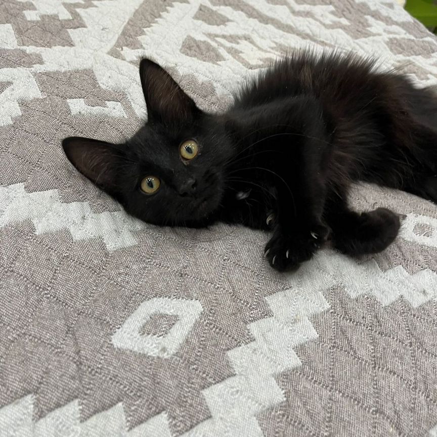 Котенок малыш