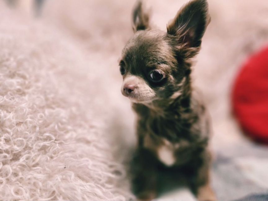 Чихуахуа девочка лиловая