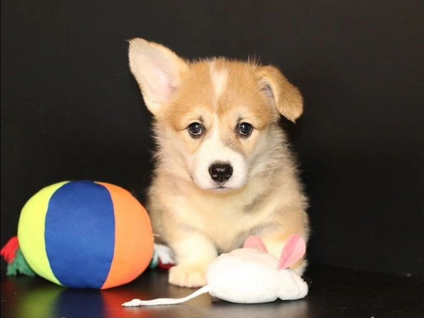 Вельш-корги пемброк