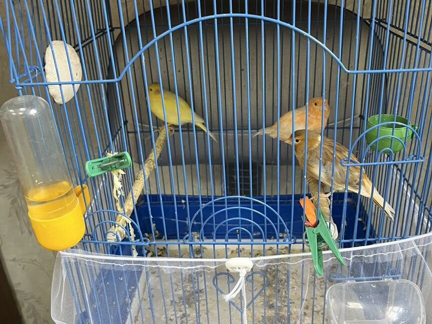 Канарейки с клеткой