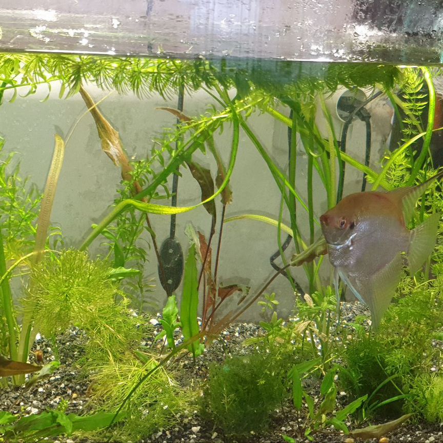 Аквариум 120 литров