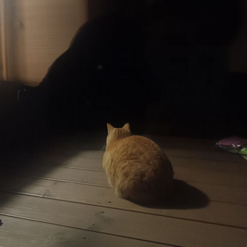 Для уличных кошек