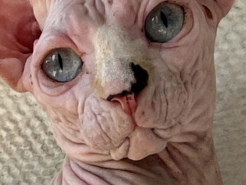 Канадский сфинкс кошечка красотка Вишня