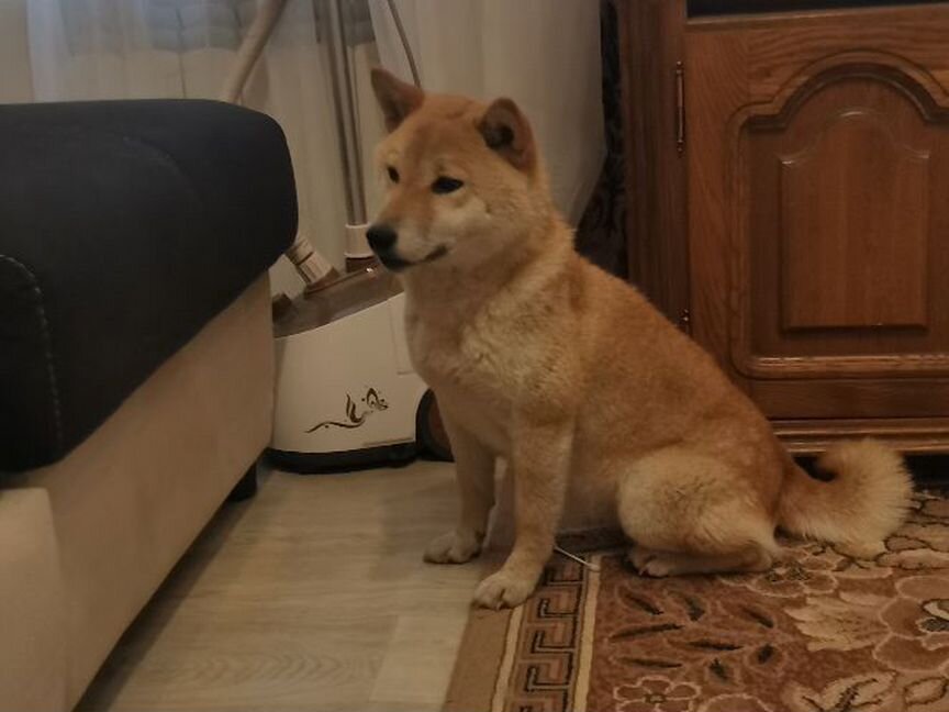 Шиба сиба ину