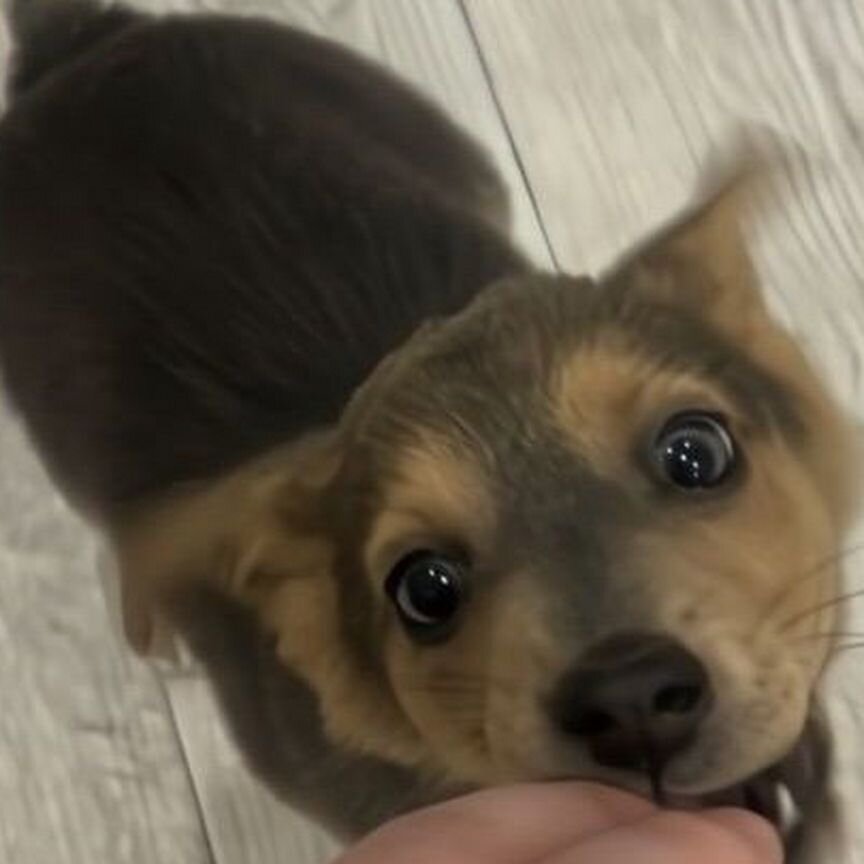 Щенок в добрые руки