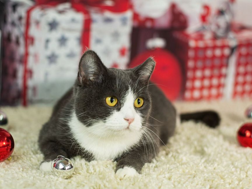 Мягкая булочка в поисках лучшей семьи