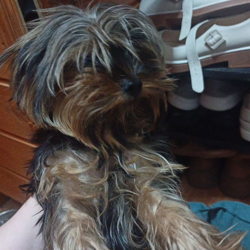 Йоршский терьер в добрые руки