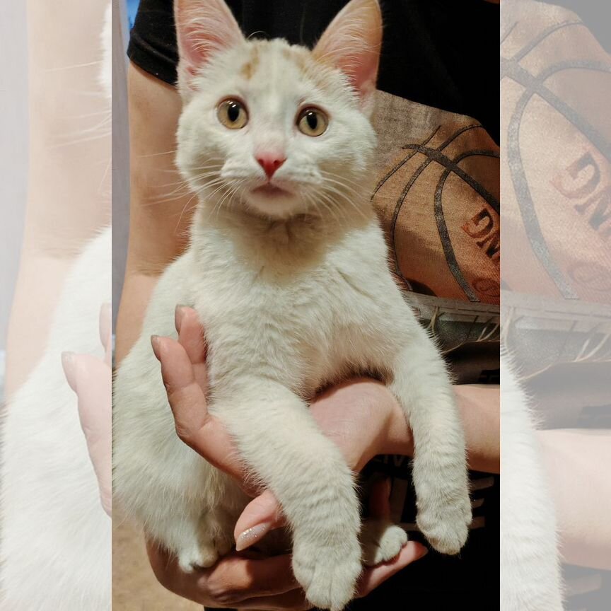 Котёнок в добрые руки