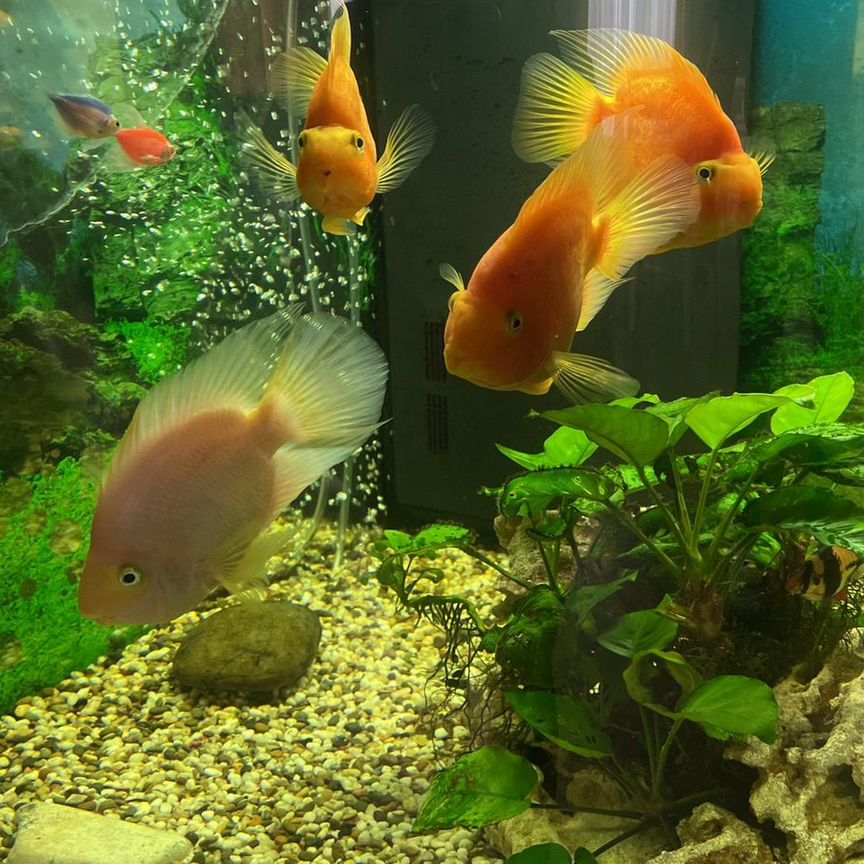 Аквариумные рыбы попугай