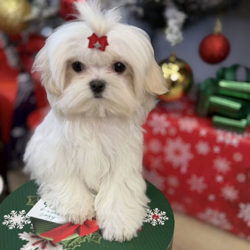 Мальтийская болонка, щенок