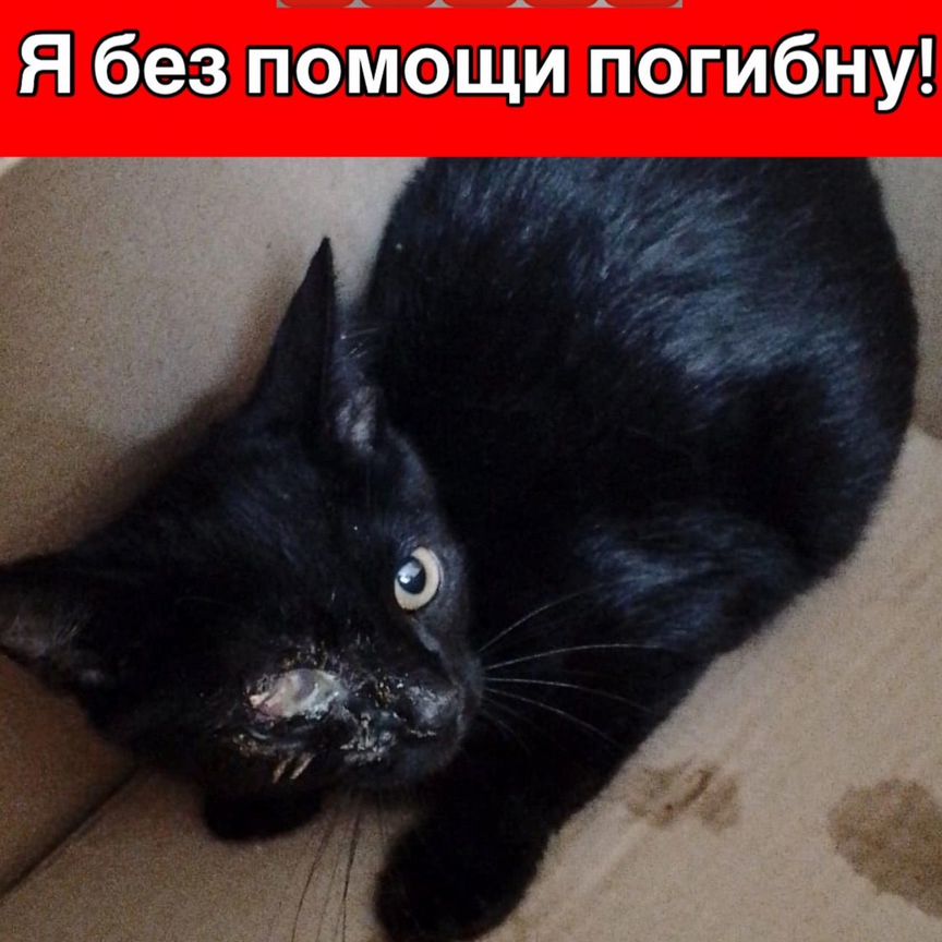 Спасти котёнка