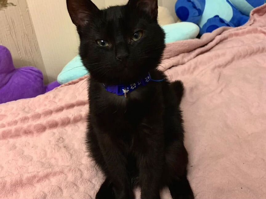 Котенок Симба ждет вас