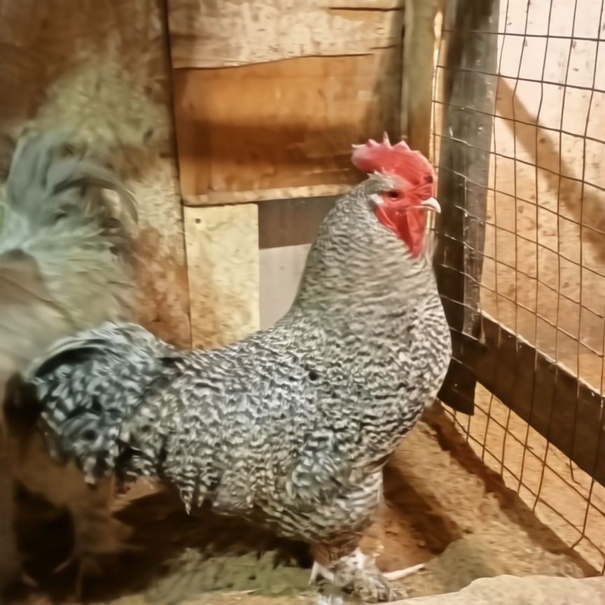 Мехеленская кукушка