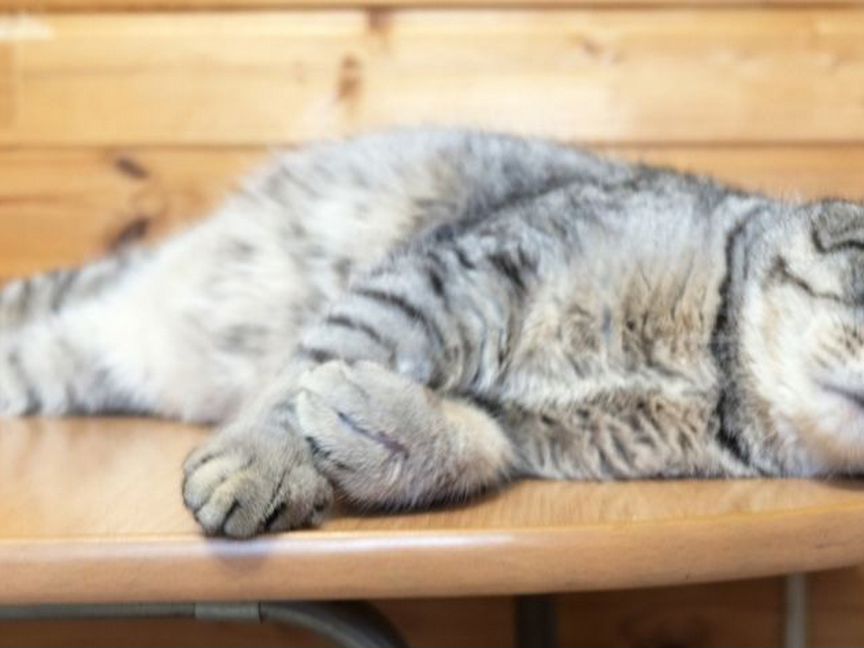 Кот молодой серо пепельный спокойный и ласковый