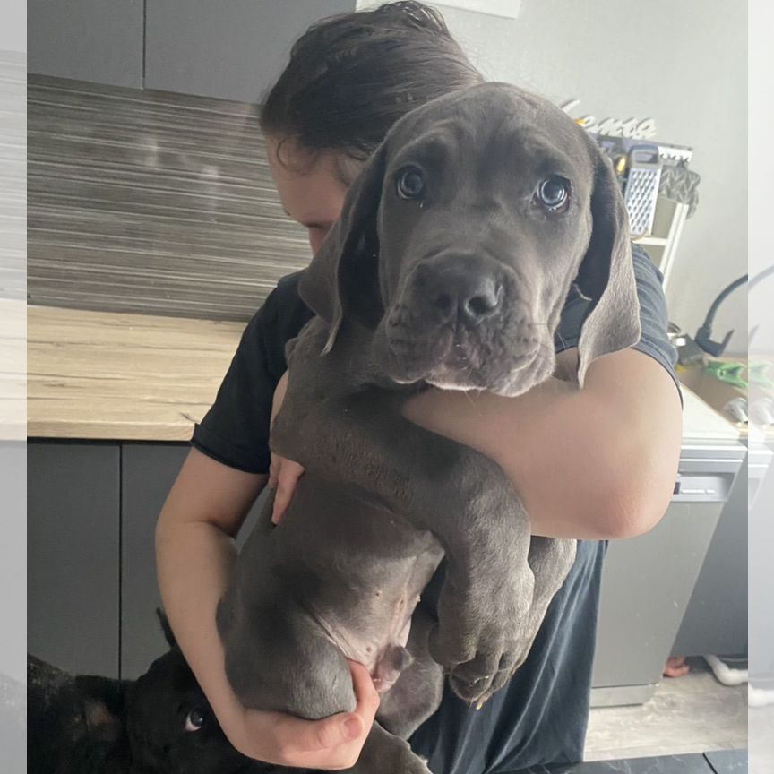 Кане-корсо, щенок