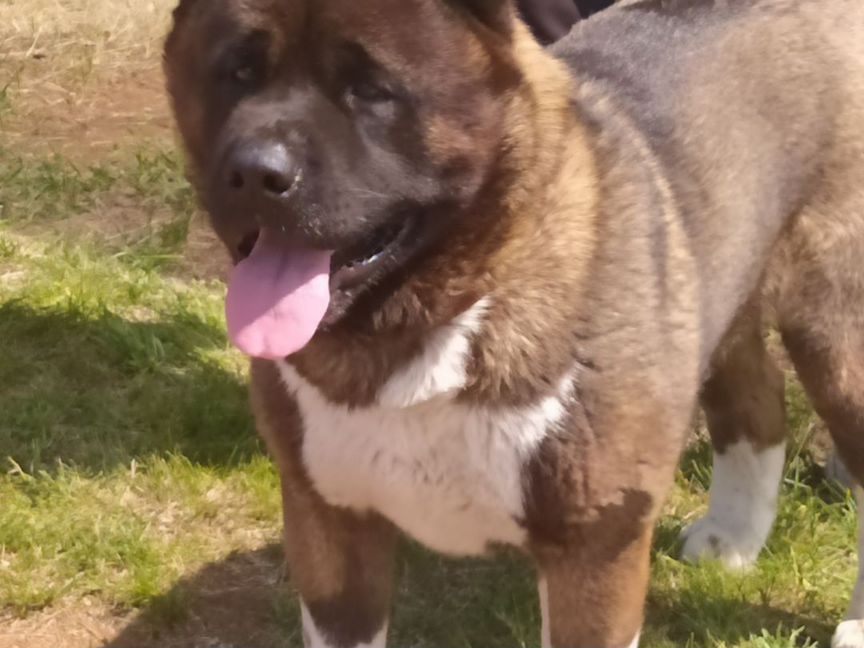 Американская акита вязка