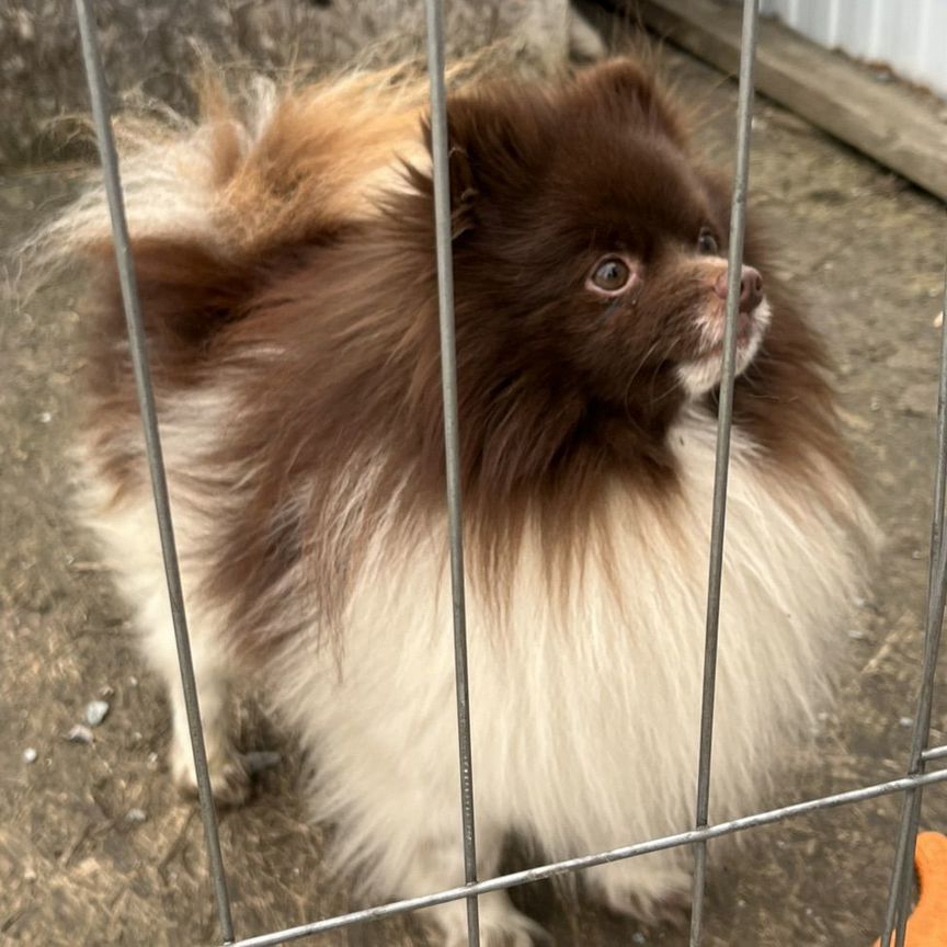 Немецкий шпиц, взрослый пёс