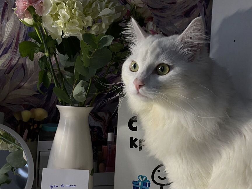 Кот для вязки