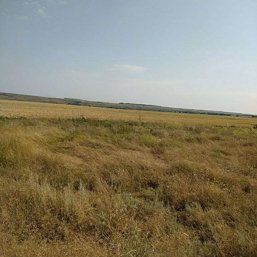 Продам ячмень этого года 200кг и 100 кг пшеницы