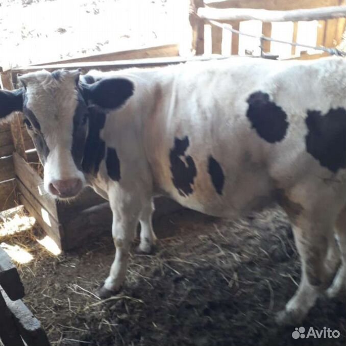 Молодые телочки