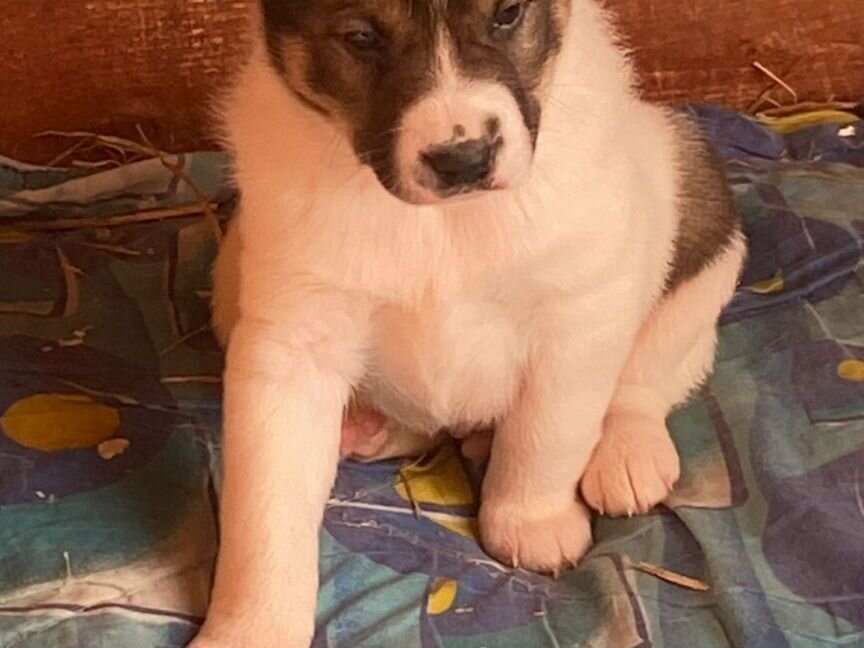 Собака щенок бесплатно