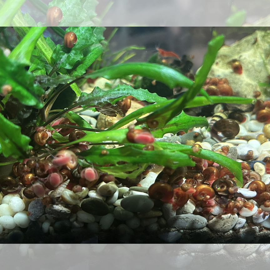 Улитки катушки бесплатно