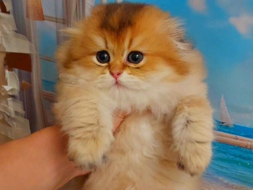 Шотландская котята
