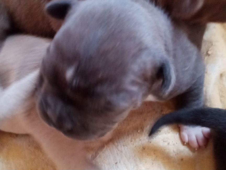 Щенки американского булли