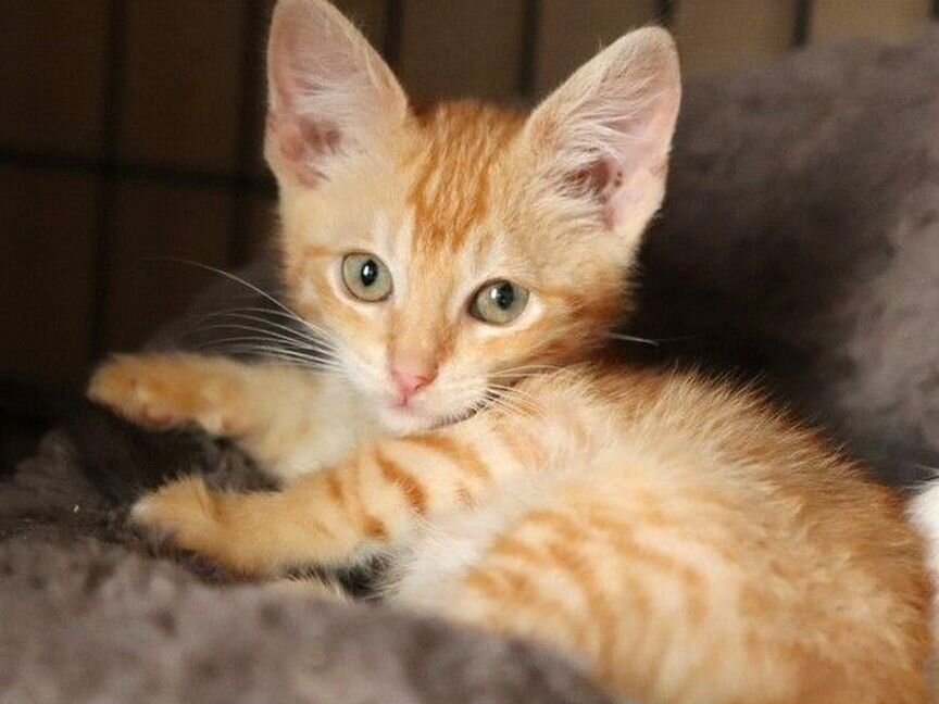 Рыжий котенок в добрые руки бесплатно