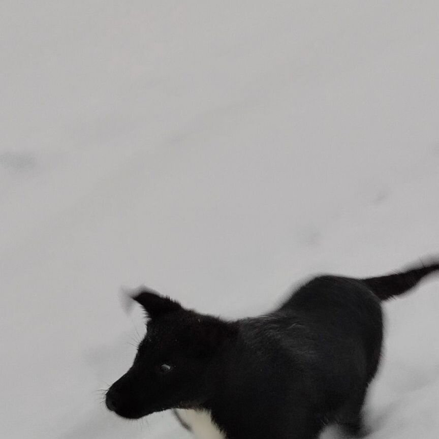 Щенок