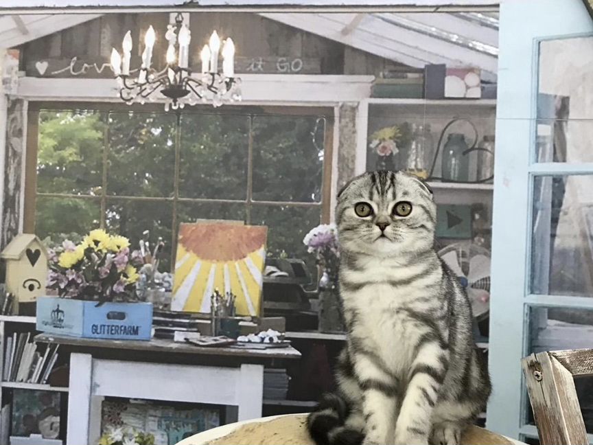 Шотландская вислоухая кошечка