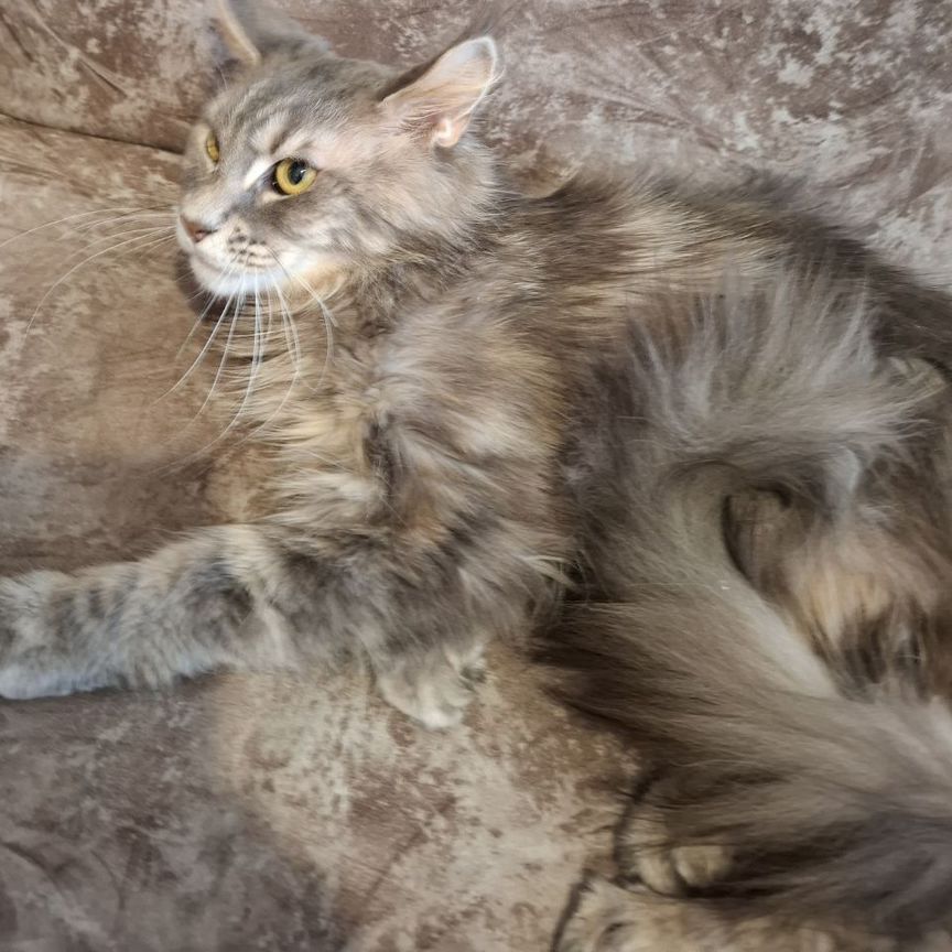 Мейн-кун, взрослая кошка