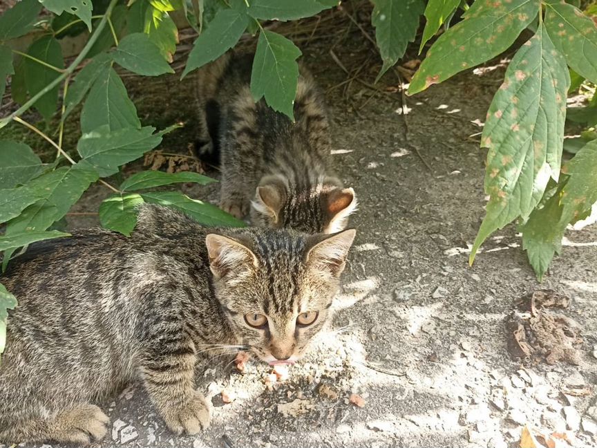 Котята в добрые руки