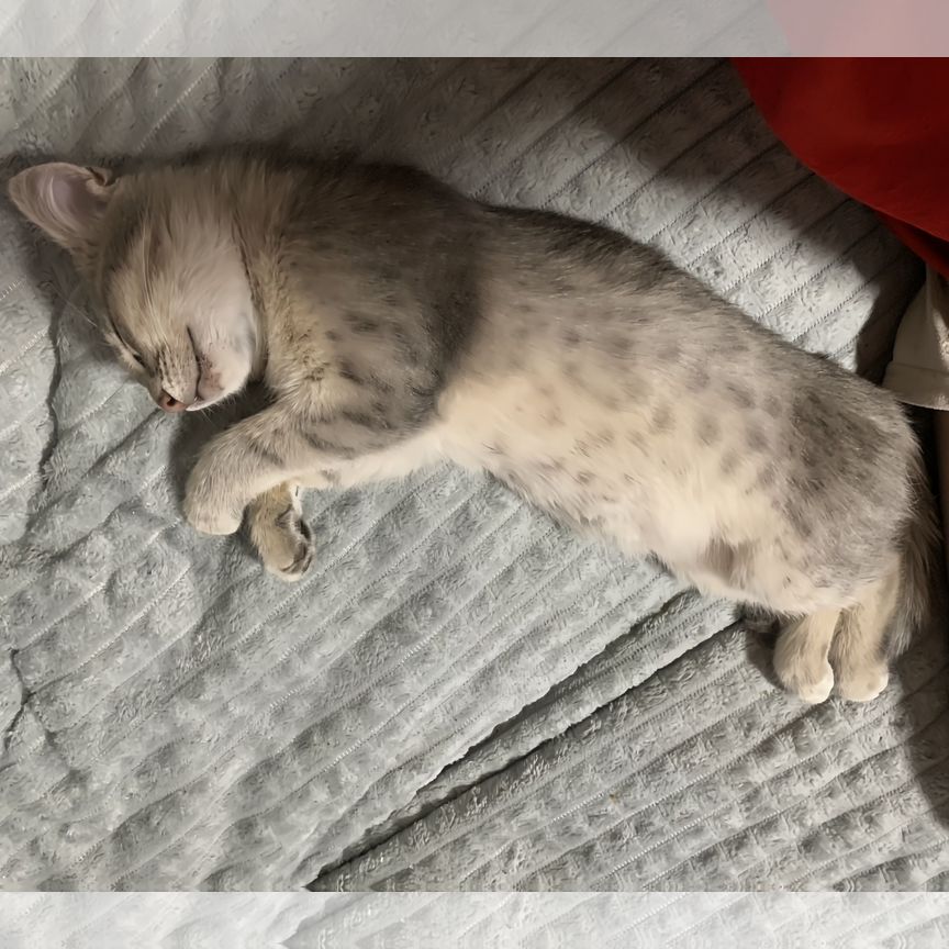 Взрослый кот в добрые руки