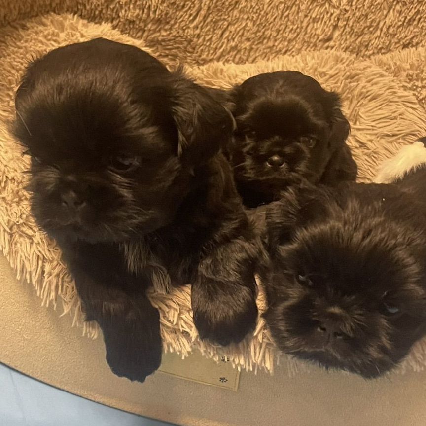 Ши-тцу, щенок