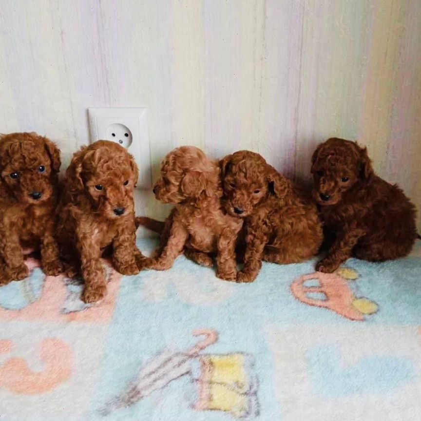 Той-пудель, щенок