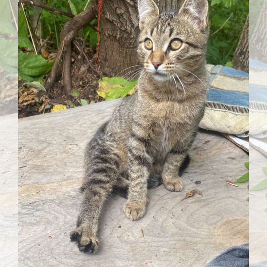 Котята с приданым