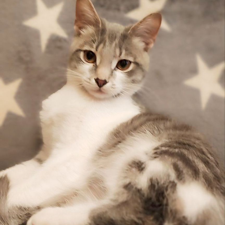 Котенок Тимоша в дар