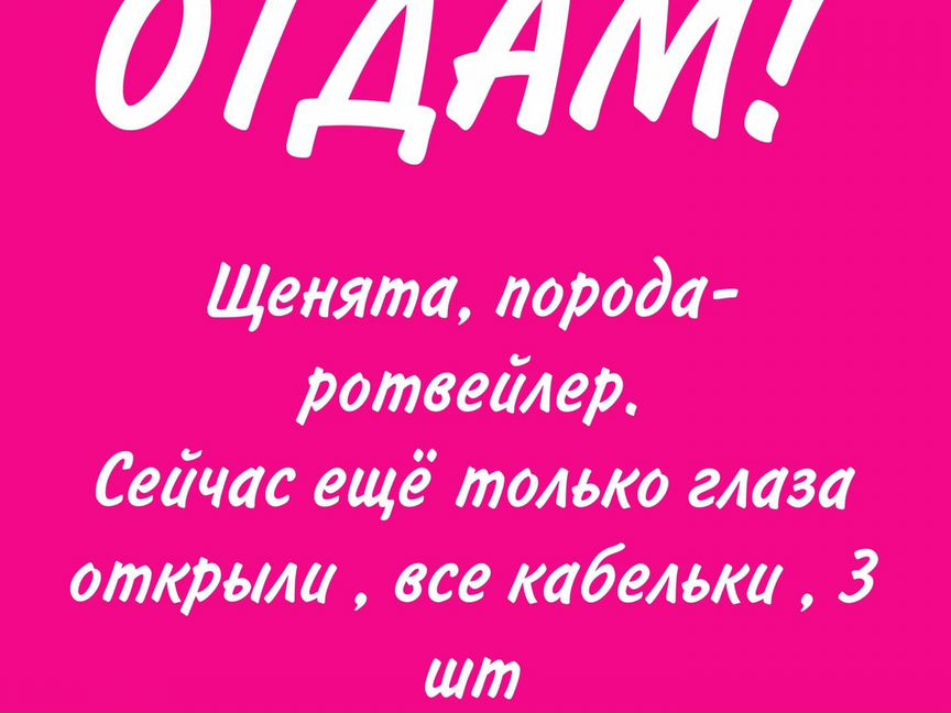 Щенки ротвейлера бесплатно