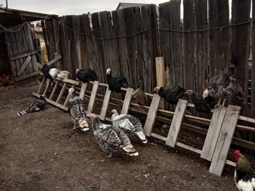 Индюк на племя