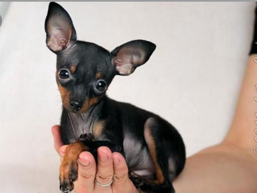 Мини той-терьер