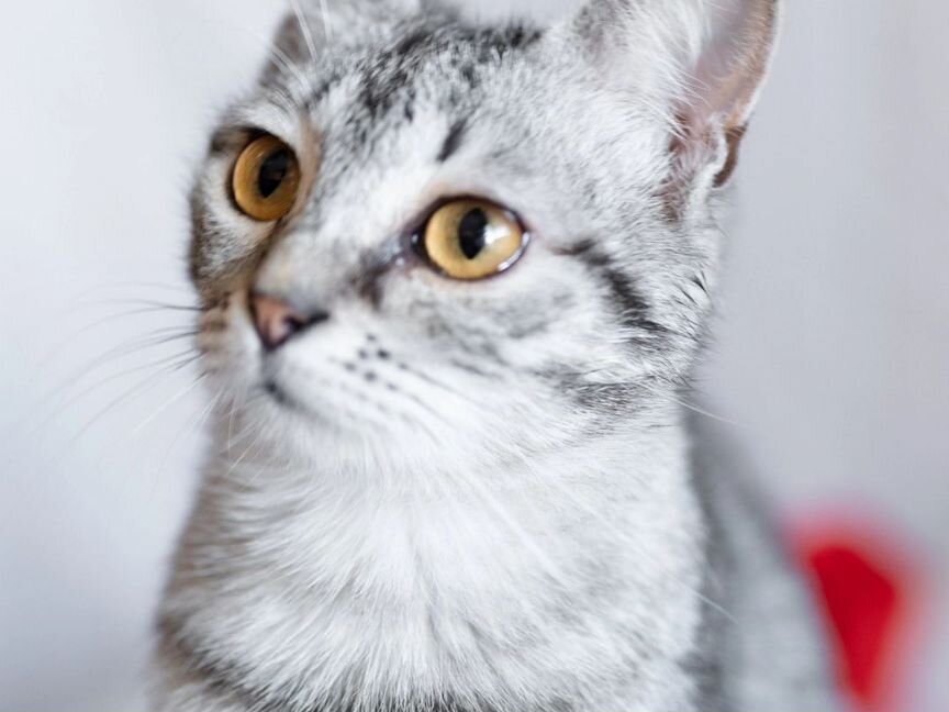 Кот