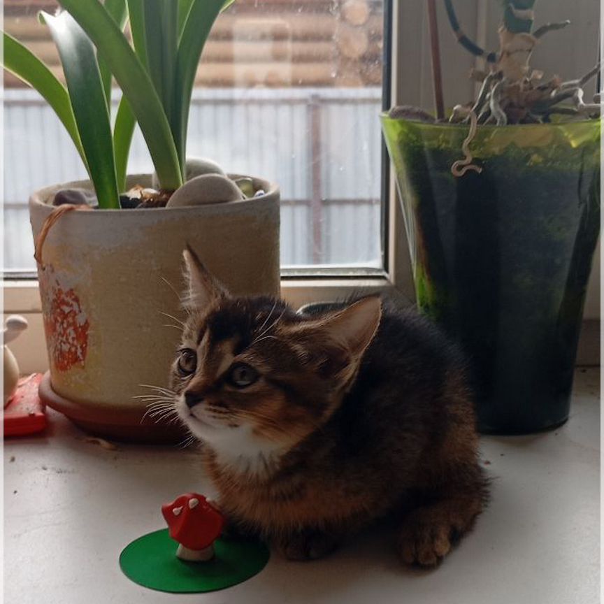 Котёнок (мальчик) полукровка