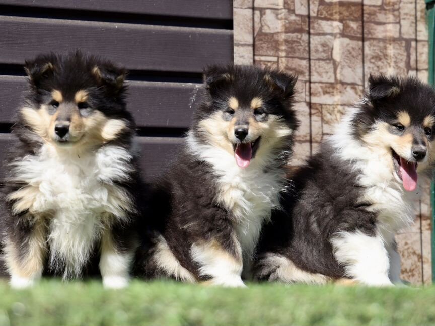 Черный бриллиант