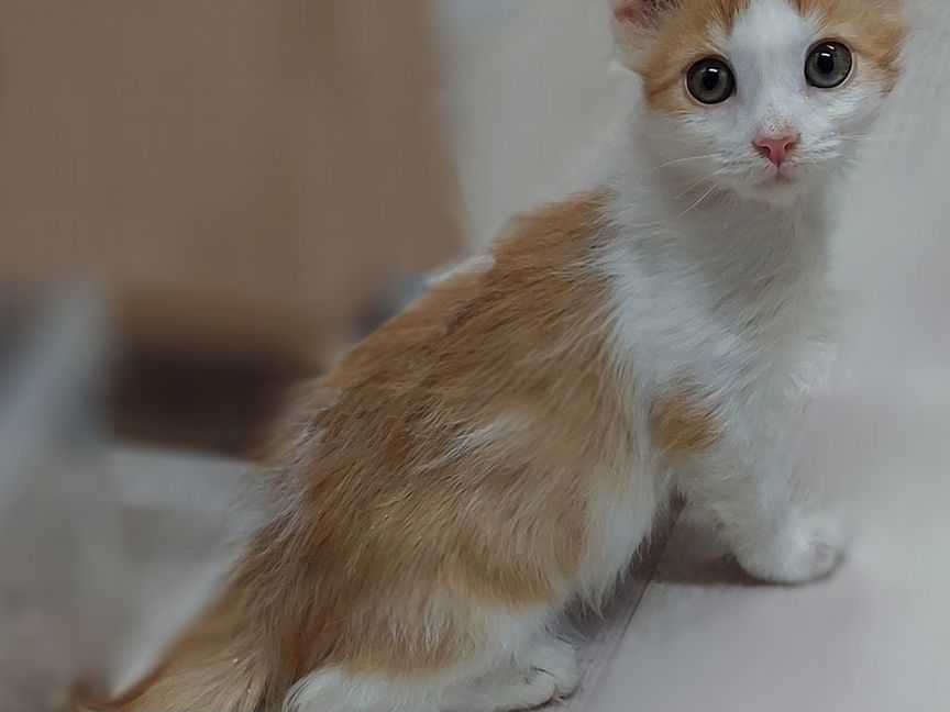 Котёнок мальчик рыжий чудесный милый красивый
