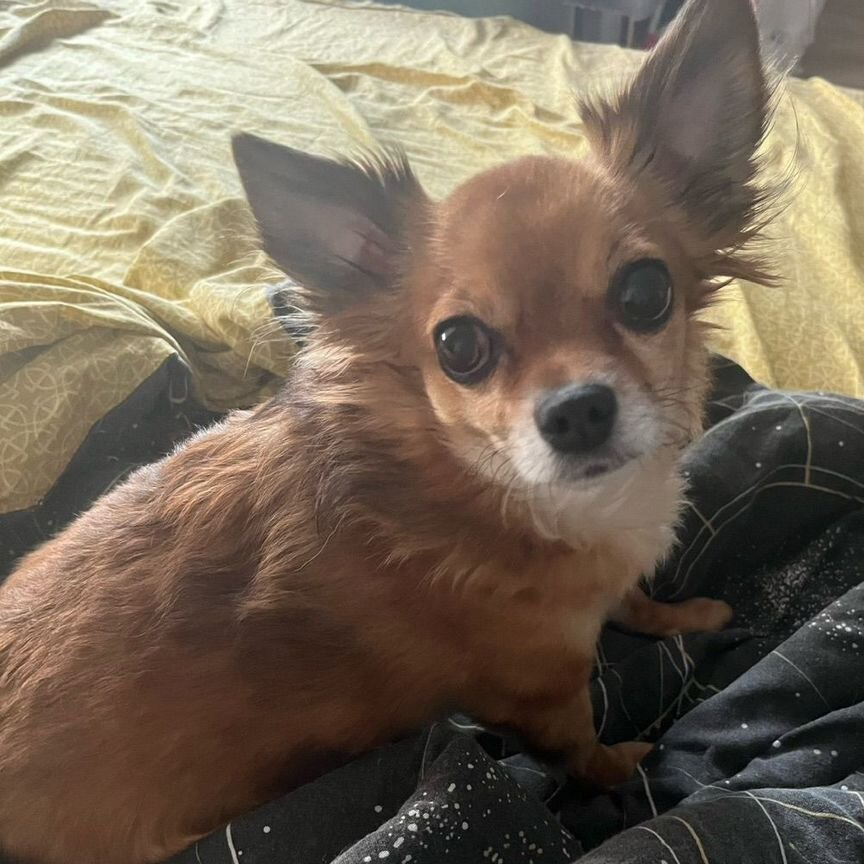 Английский той-терьер, взрослый пёс