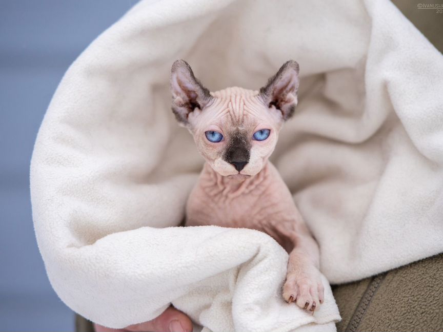 Канадский сфинкс